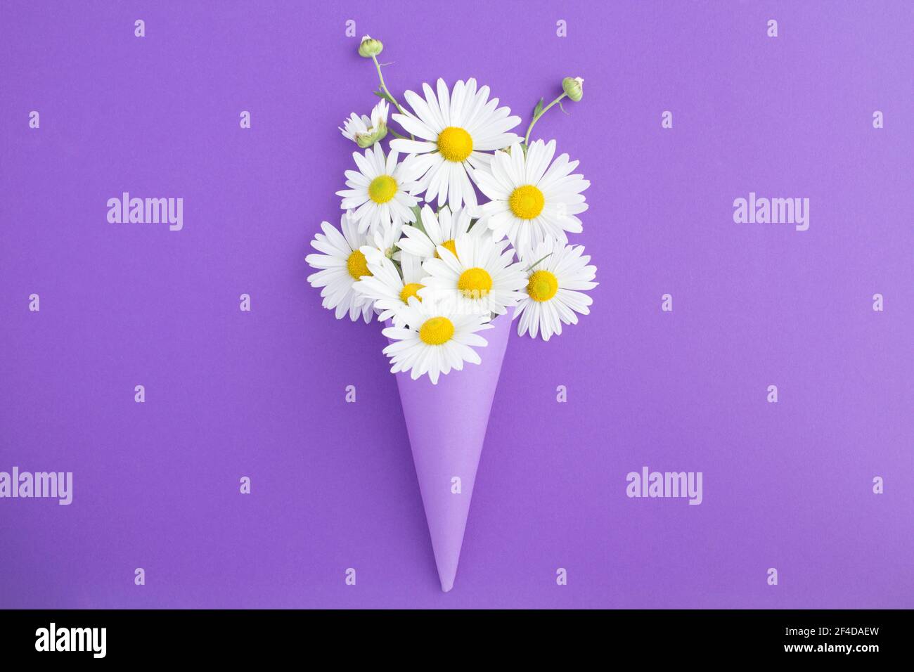 White chamomiles in a paper violet cone on the violet background with ...