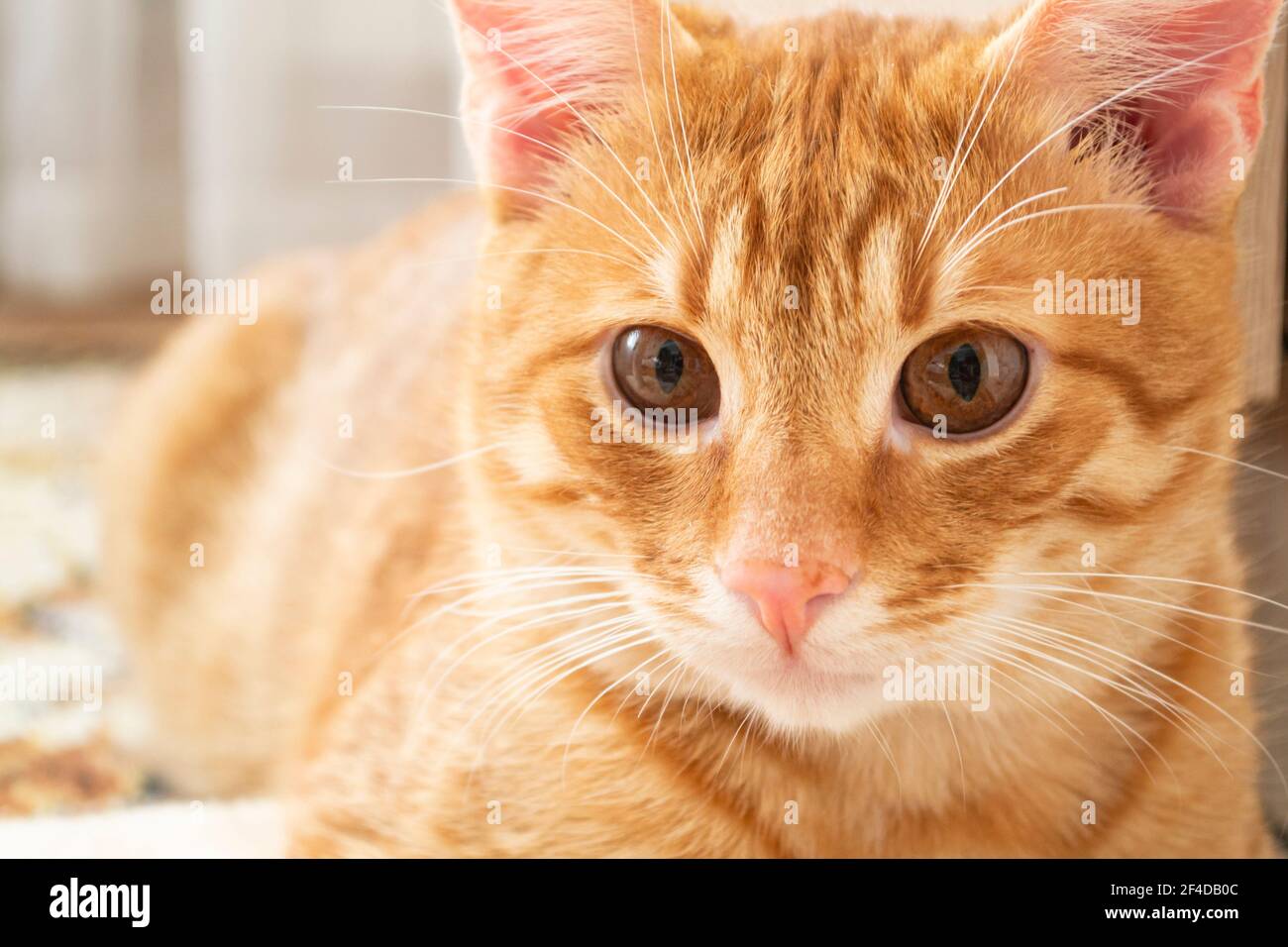 Thoughtful closeup red head hi-res stock photography and images - Alamy