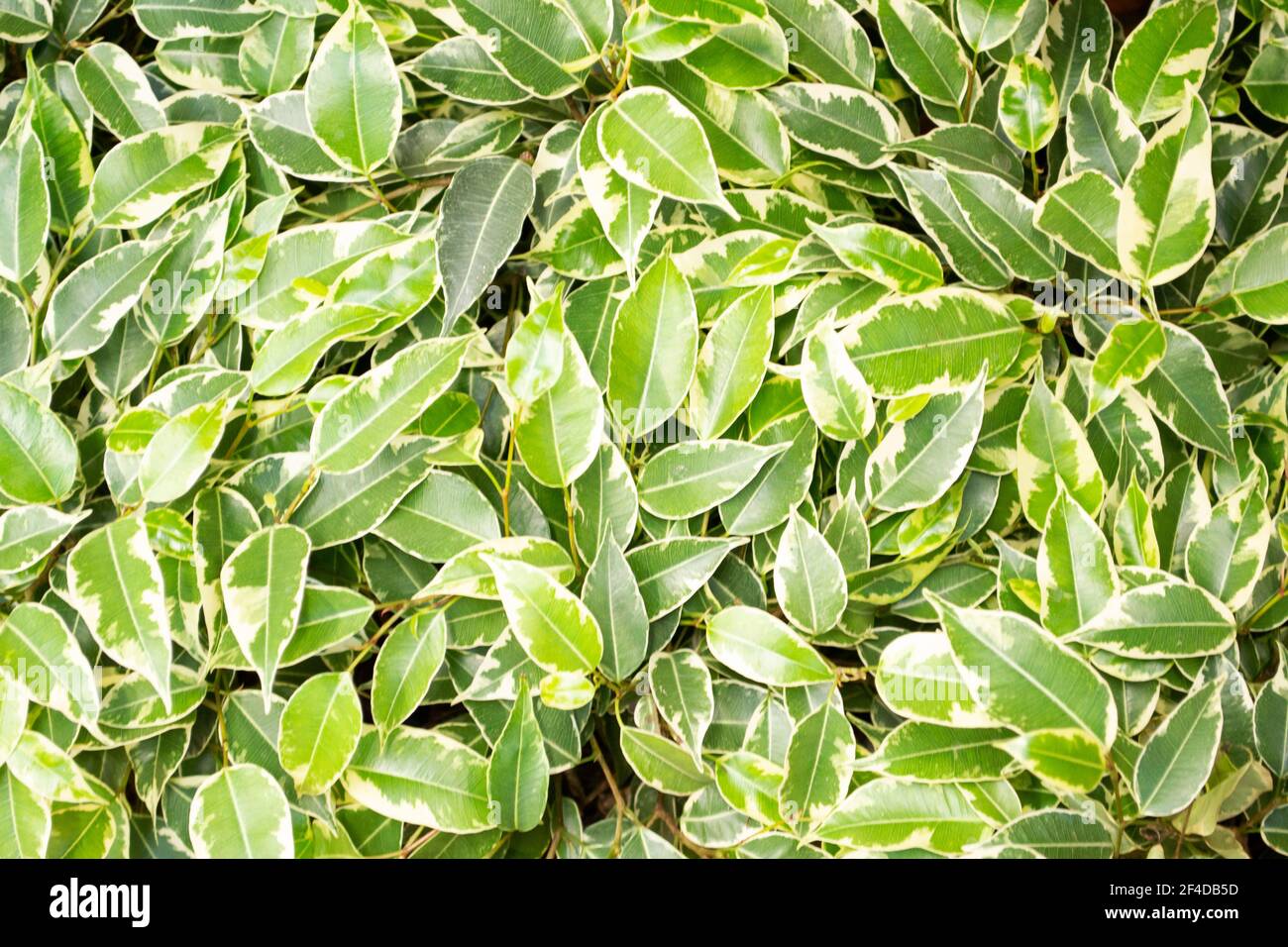 Weeping fig, benjamin fig, ficus tree leaves close up texture ...