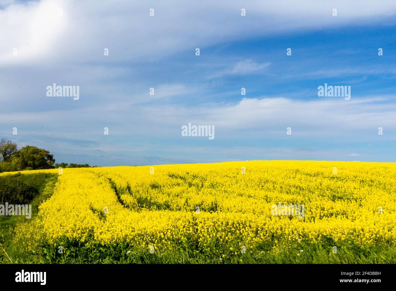 Yellow canola fields hi-res stock photography and images - Alamy