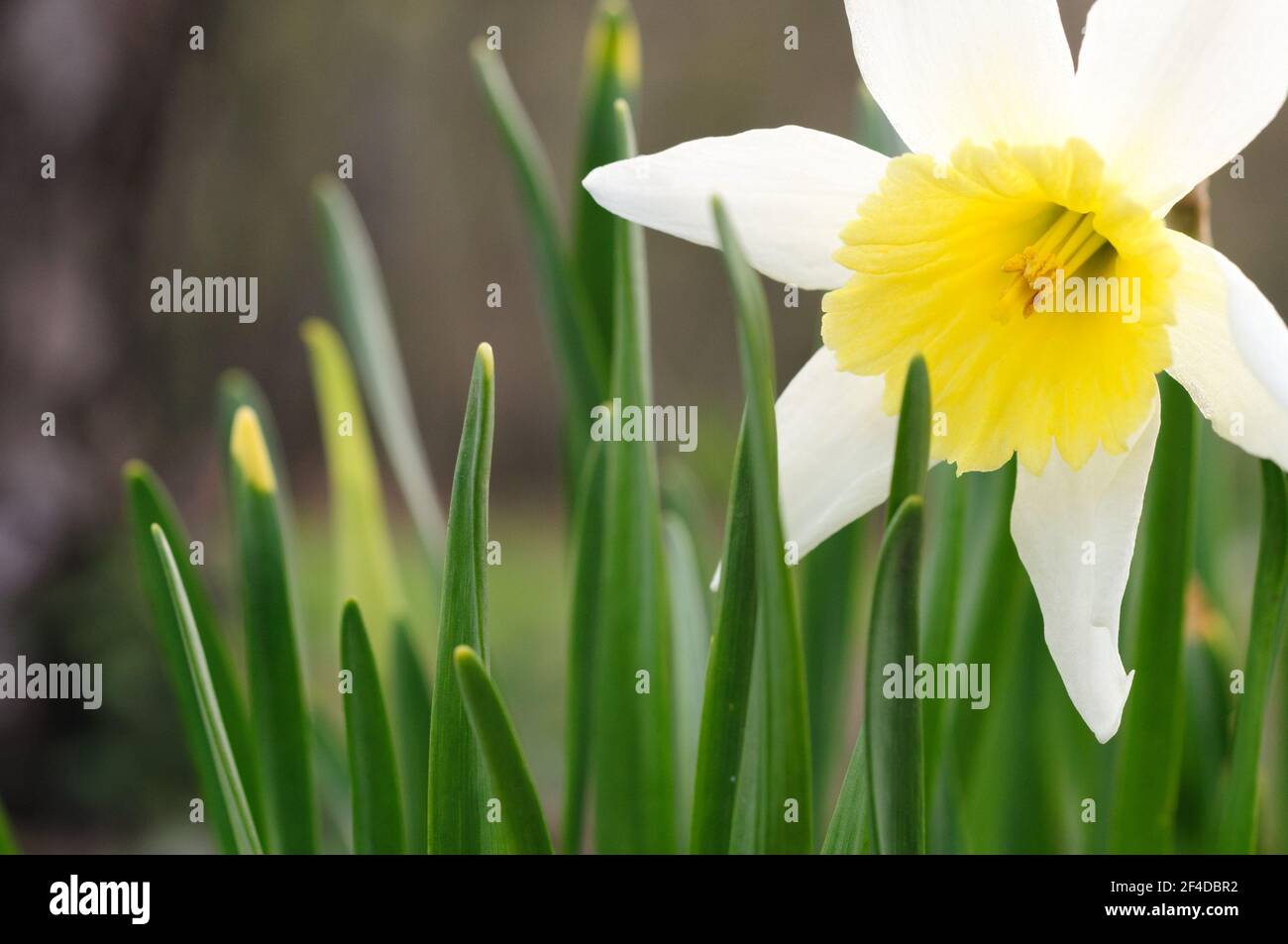Family and garden springtime hi-res stock photography and images - Alamy