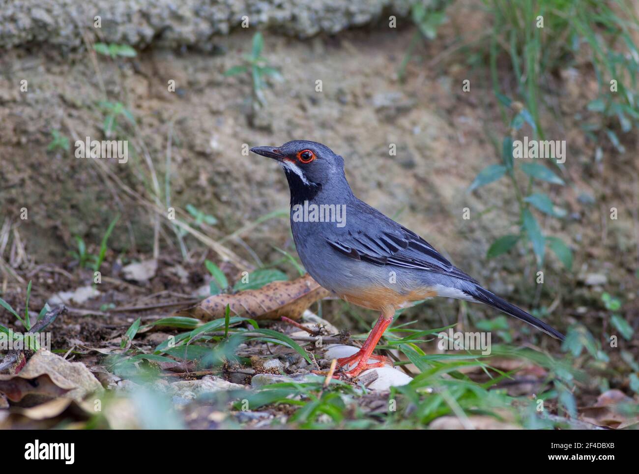 Red-legged Thrush, Turdus plumbeus, single adult standing on ground ...