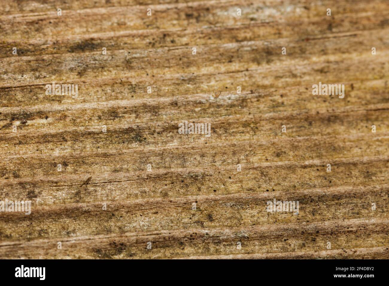 Detailed macro photo of an old wooden fence post showing detailed wood ...