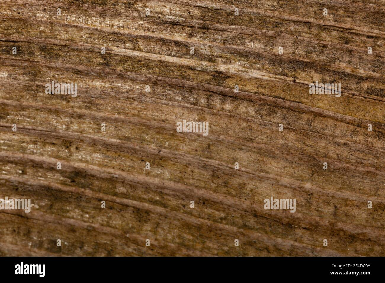 Detailed macro photo of an old wooden fence post showing detailed wood ...