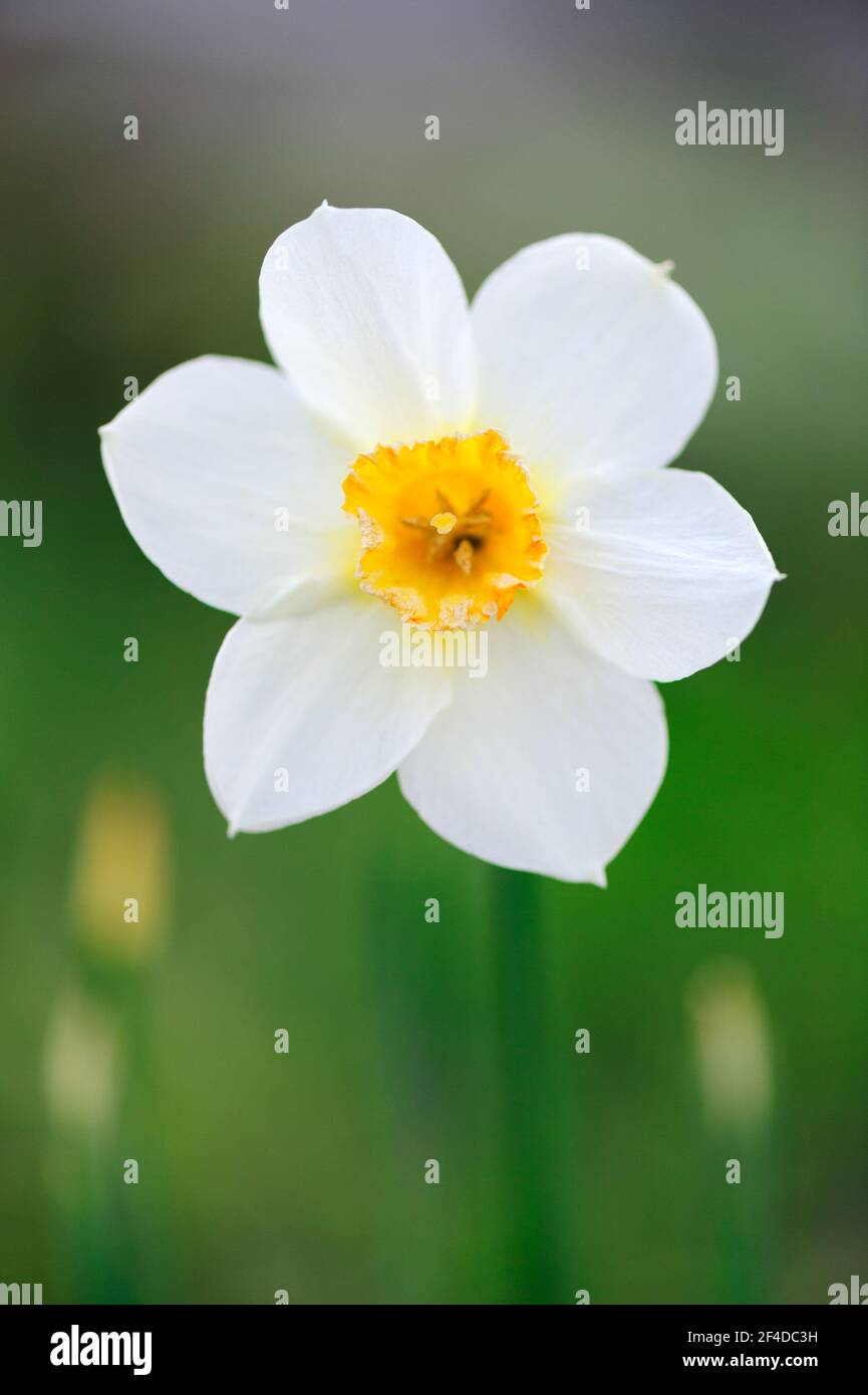 White Daffodil in the garden Stock Photo - Alamy