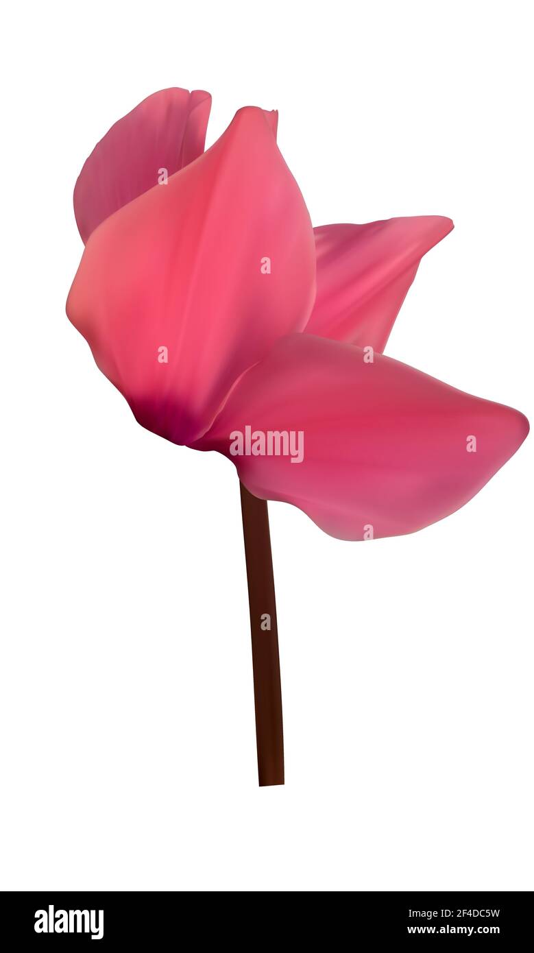 Realistic Natural Cyclamen Flower Isolated on White Background. Vector ...