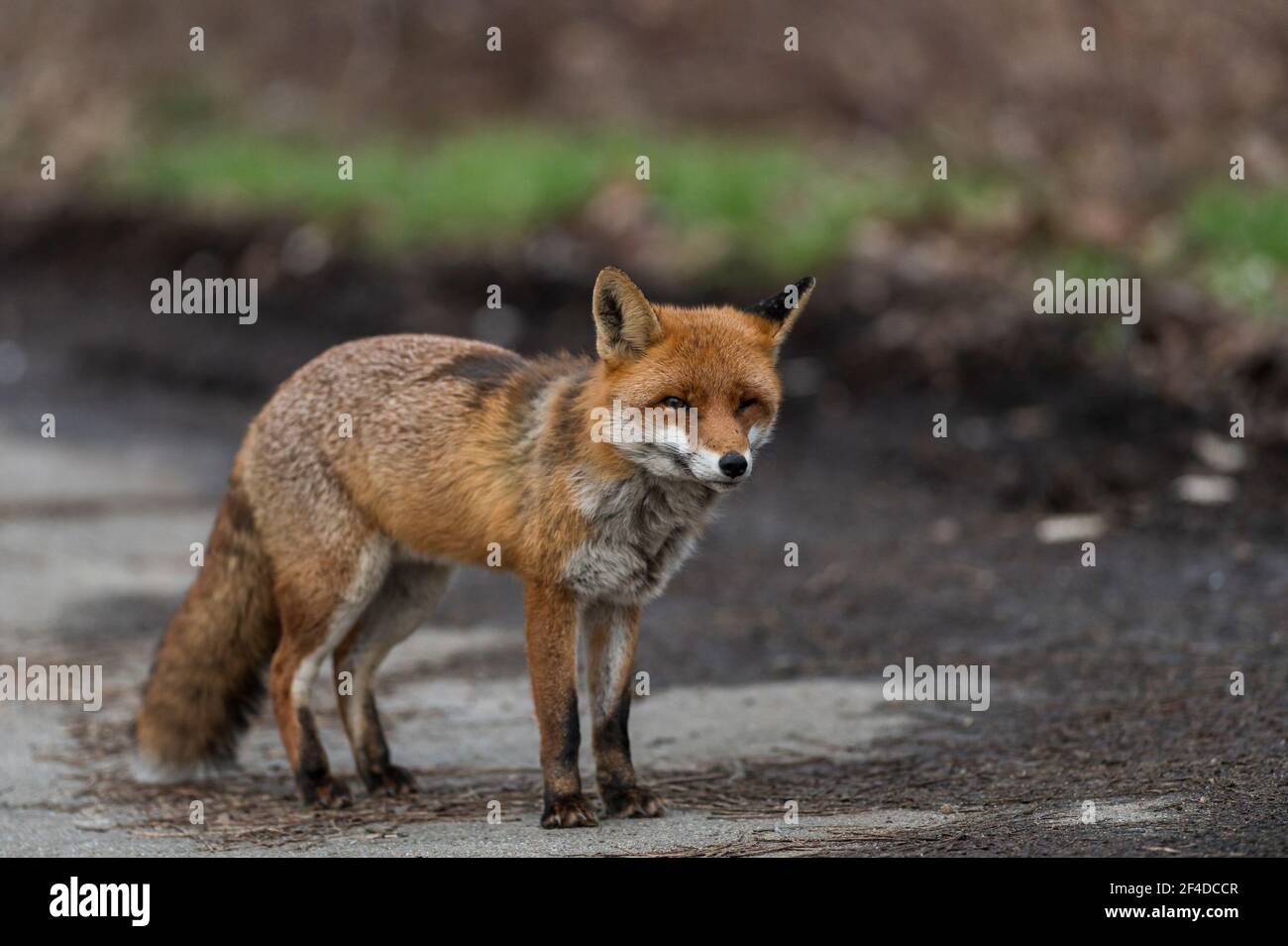 Male fox hi-res stock photography and images - Alamy