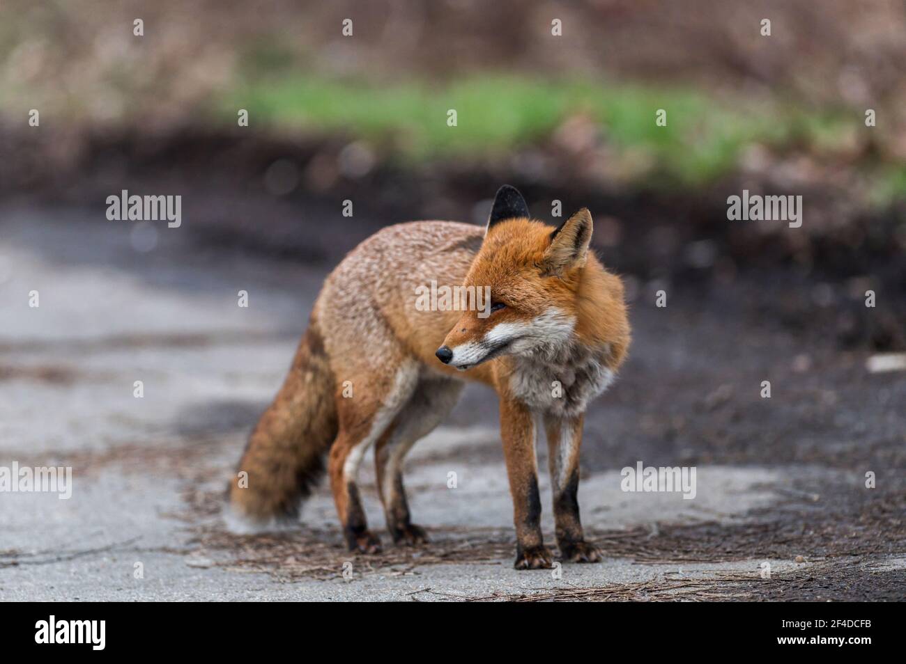 Male fox hi-res stock photography and images - Alamy