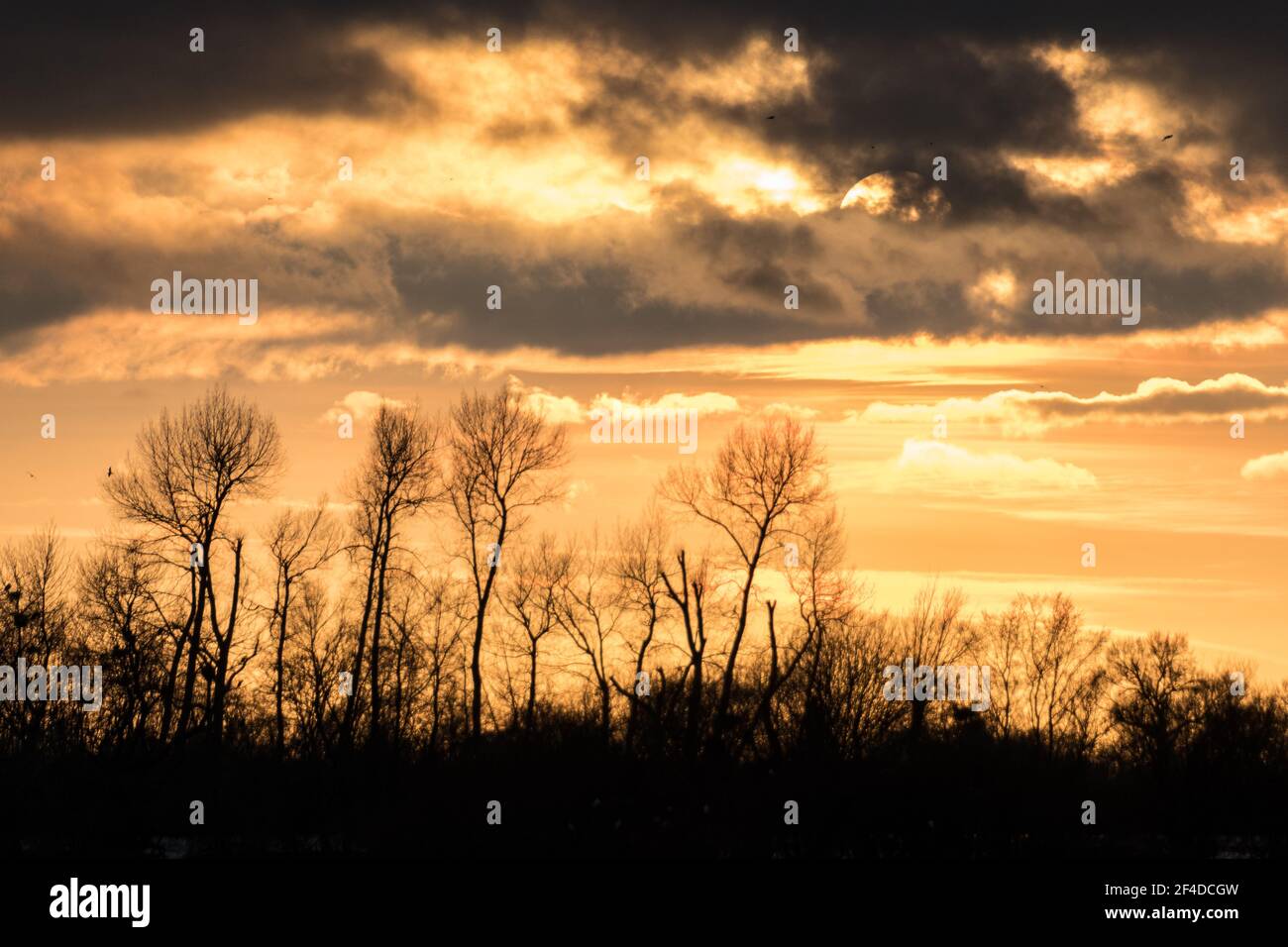 Sunset with backlit tree silhouettes Stock Photo - Alamy