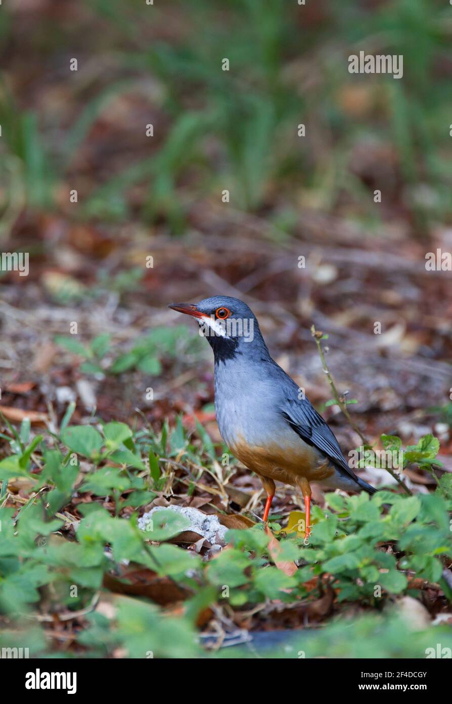 Red-legged Thrush, Turdus plumbeus, single adult standing on ground ...