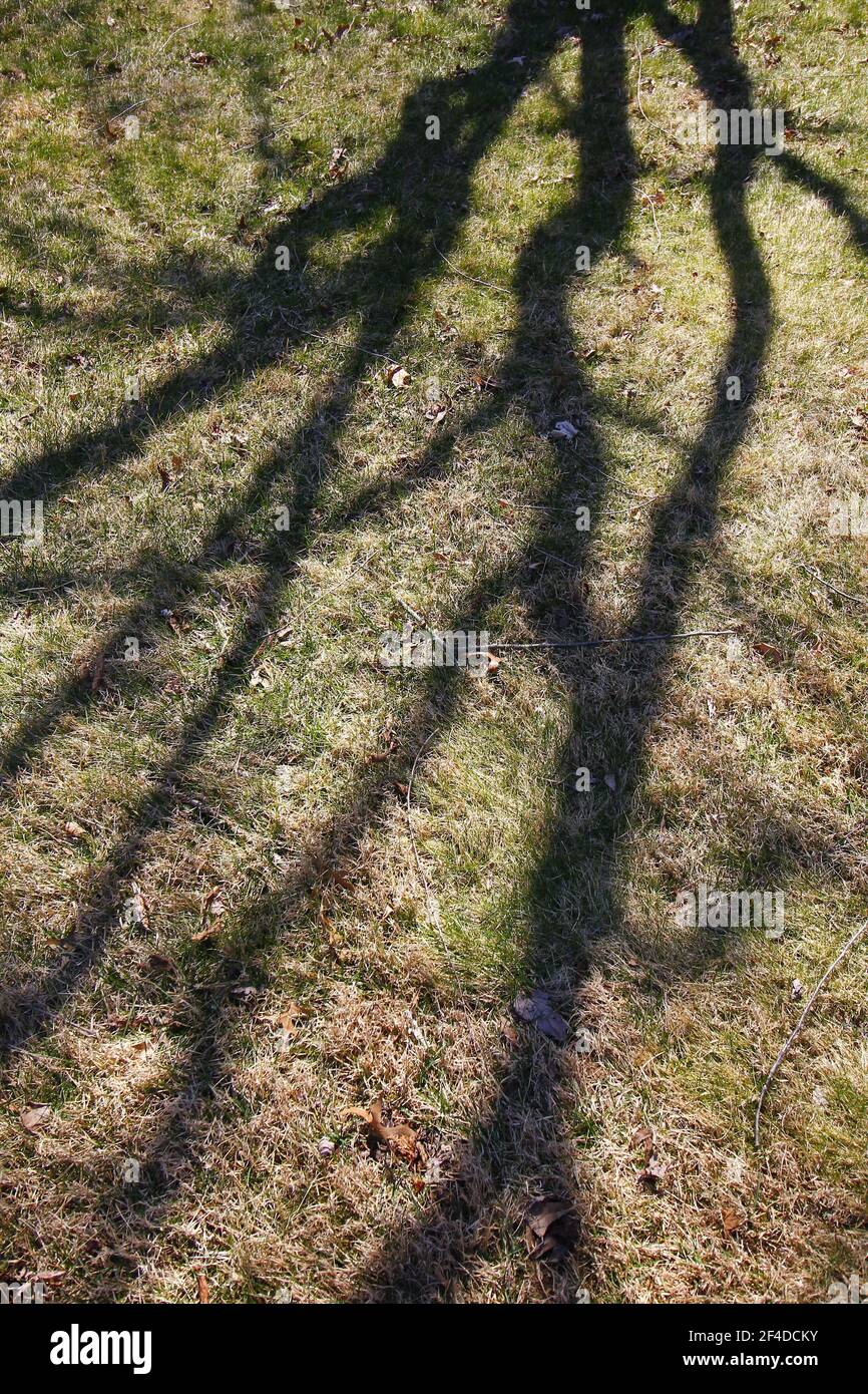 Tree Shadow on Grass Stock Photo - Alamy
