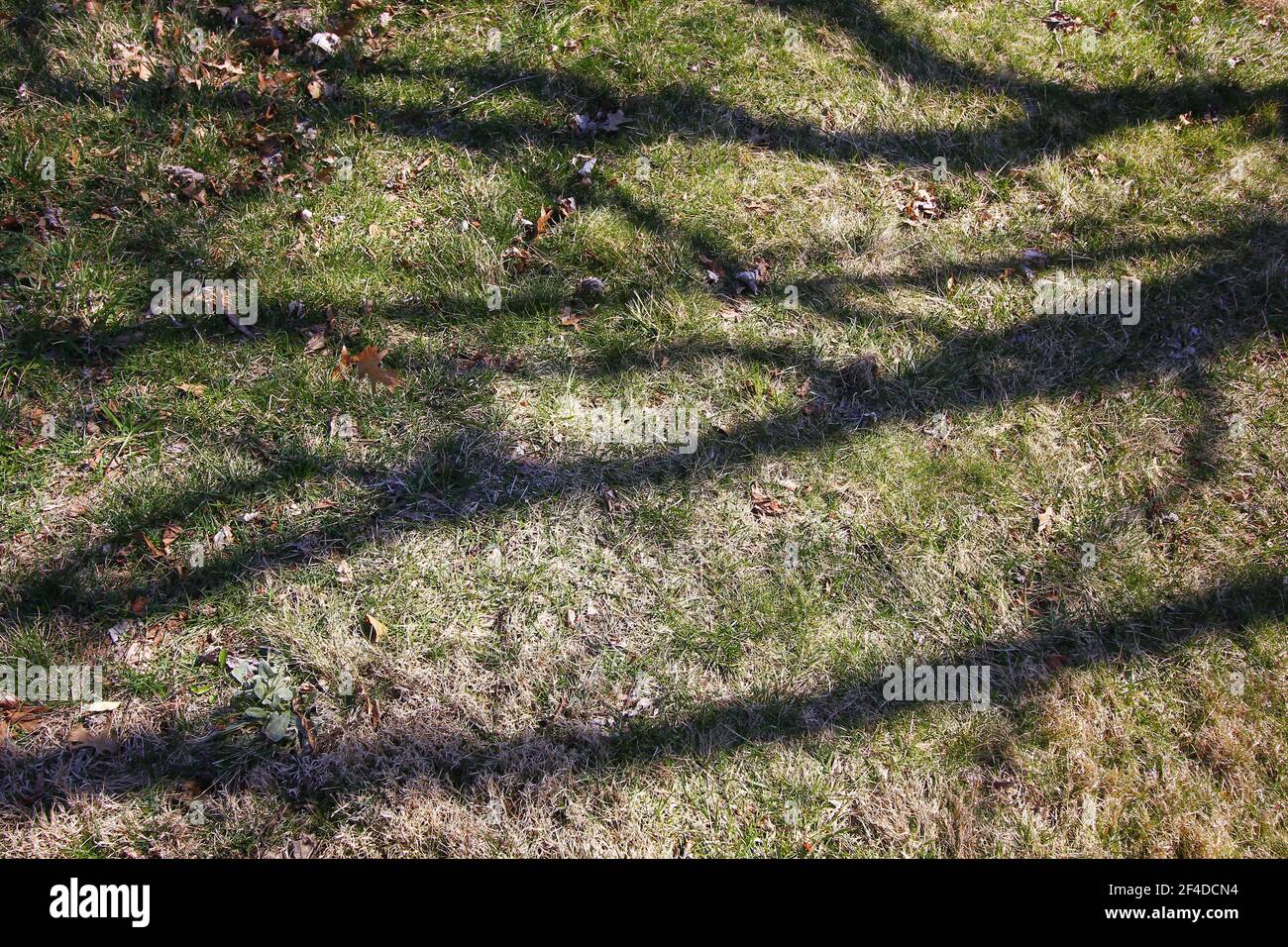Tree Shadow on Grass Stock Photo - Alamy