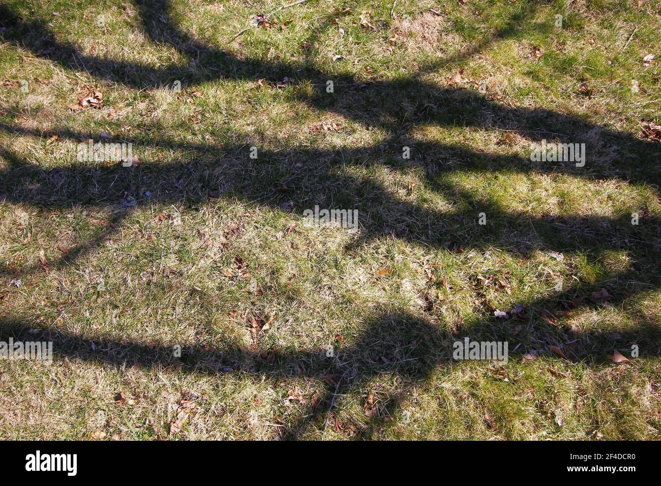Tree Shadow on Grass Stock Photo - Alamy