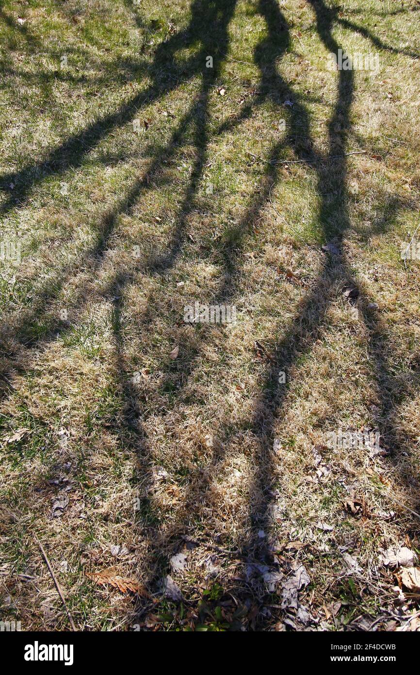 Tree Shadow on Grass Stock Photo - Alamy