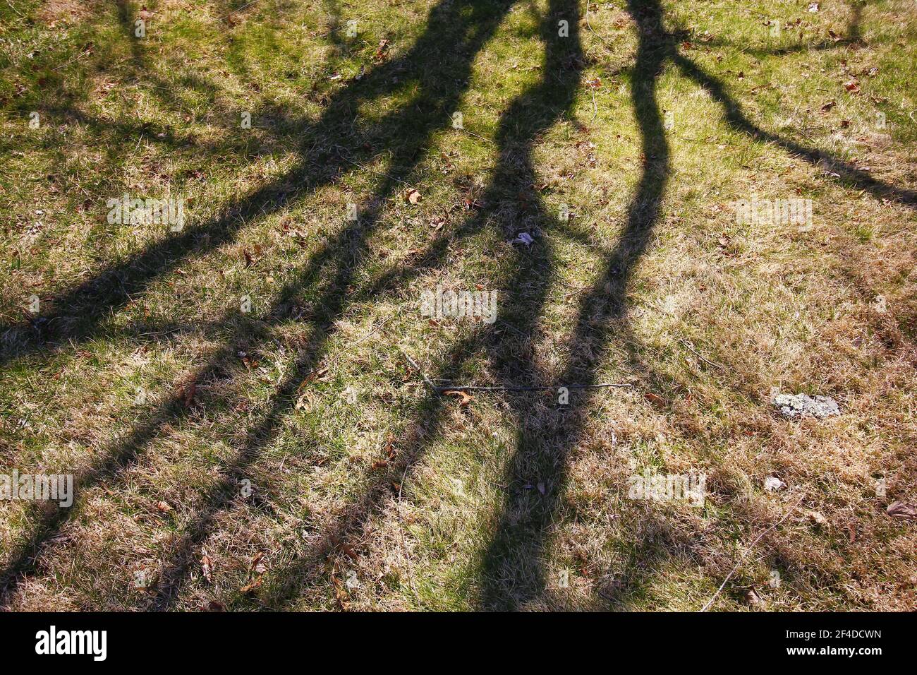 Tree Shadow on Grass Stock Photo - Alamy