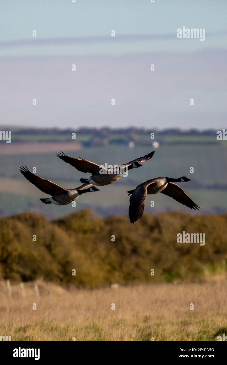 Canada geese in flight over the Sussex countryside Stock Photo - Alamy