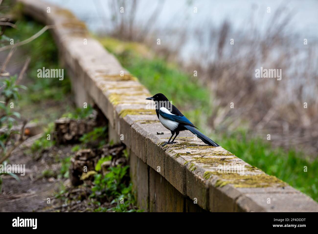 A Magpie Perched on a Wall Stock Photo - Alamy
