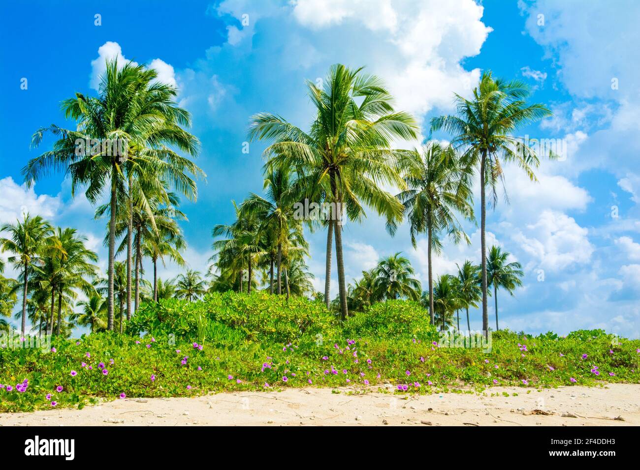 The beautiful landscape of the deserted Indian Ocean sandy beach ...
