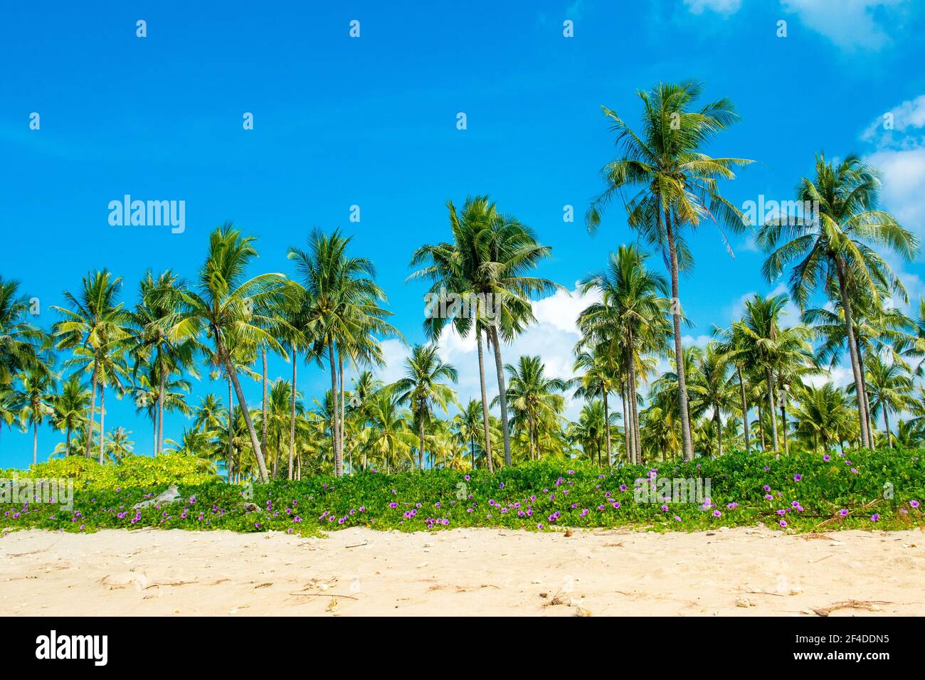 The beautiful landscape of the deserted Indian Ocean sandy beach ...