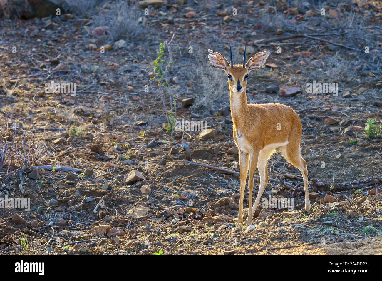 A closeup shot of an antelope standing in the safari in Africa Stock ...