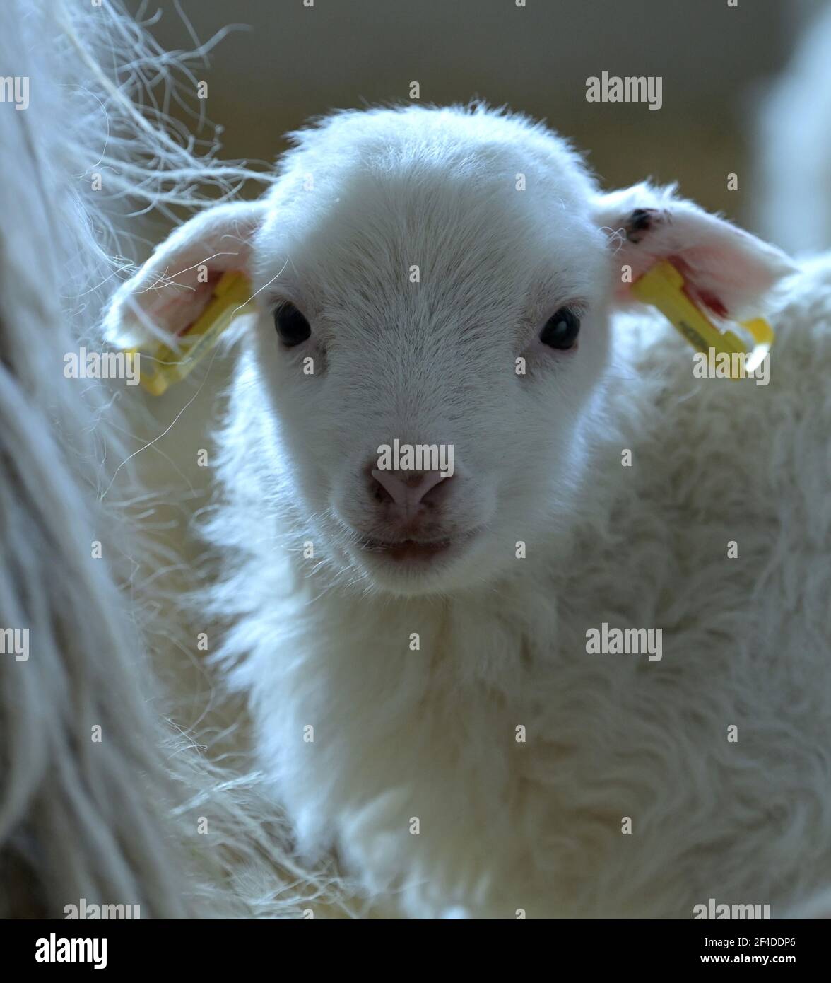 Roskow, Germany. 15th Mar, 2021. A lamb of the Skudden breed born in ...