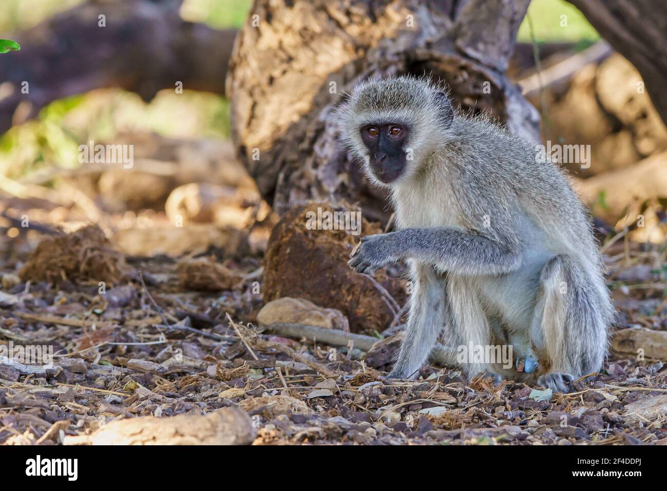 A closeup shot of a monkey on the ground in safari in Africa Stock ...