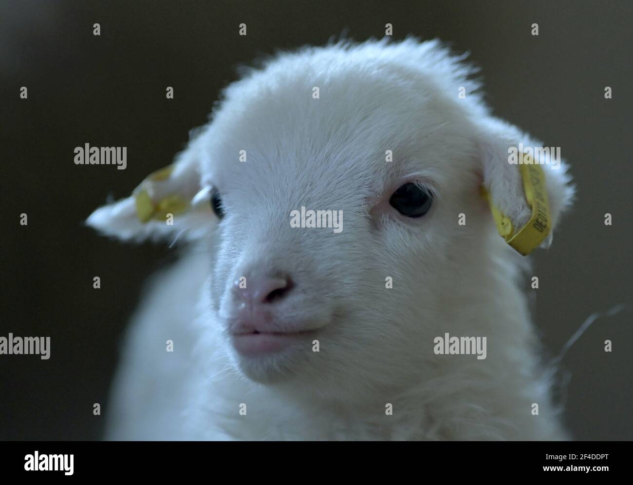 Roskow, Germany. 15th Mar, 2021. A lamb of the Skudden breed born in ...