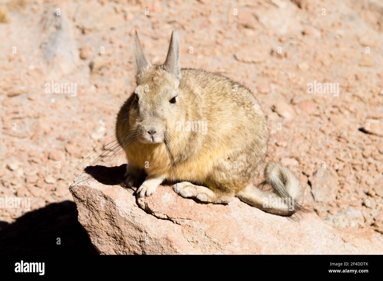 Rabbit wildlife andes andean hi-res stock photography and images - Alamy