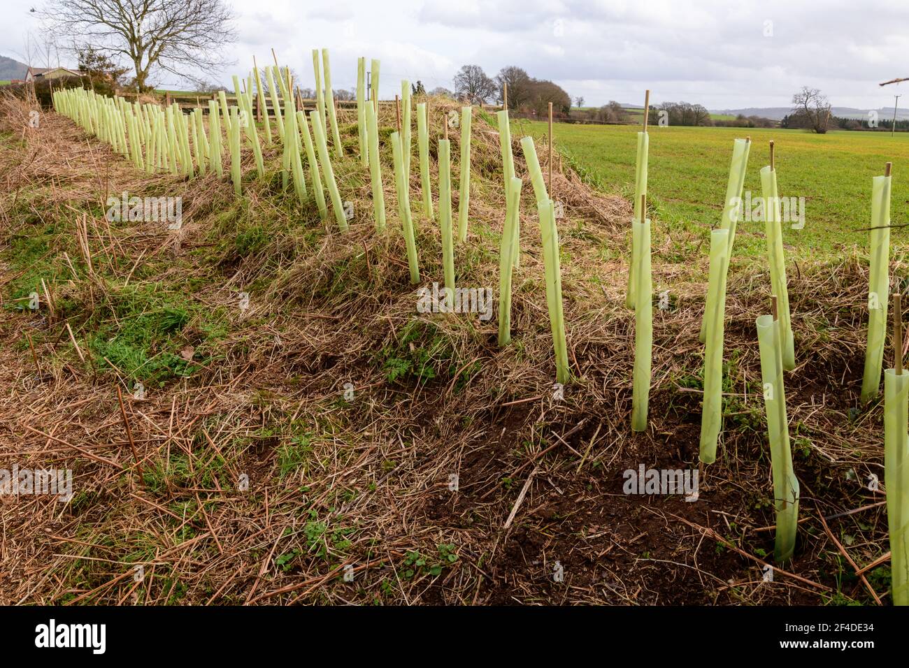 Hedging plants to rebuild hedges on farmland in Shropshire Stock Photo ...