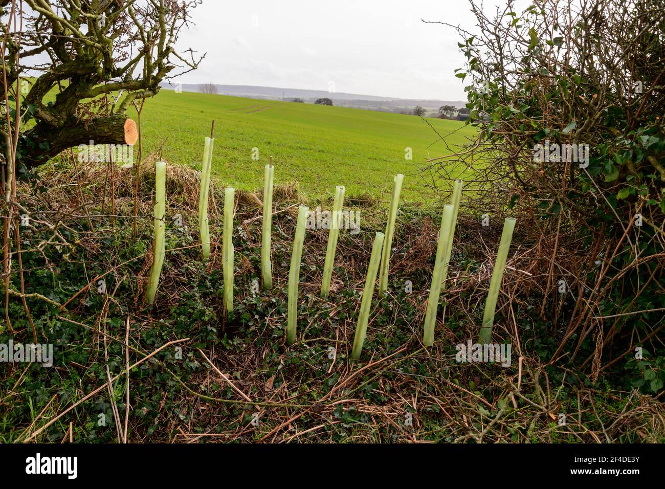 Hedging plants to rebuild hedges on farmland in Shropshire Stock Photo ...