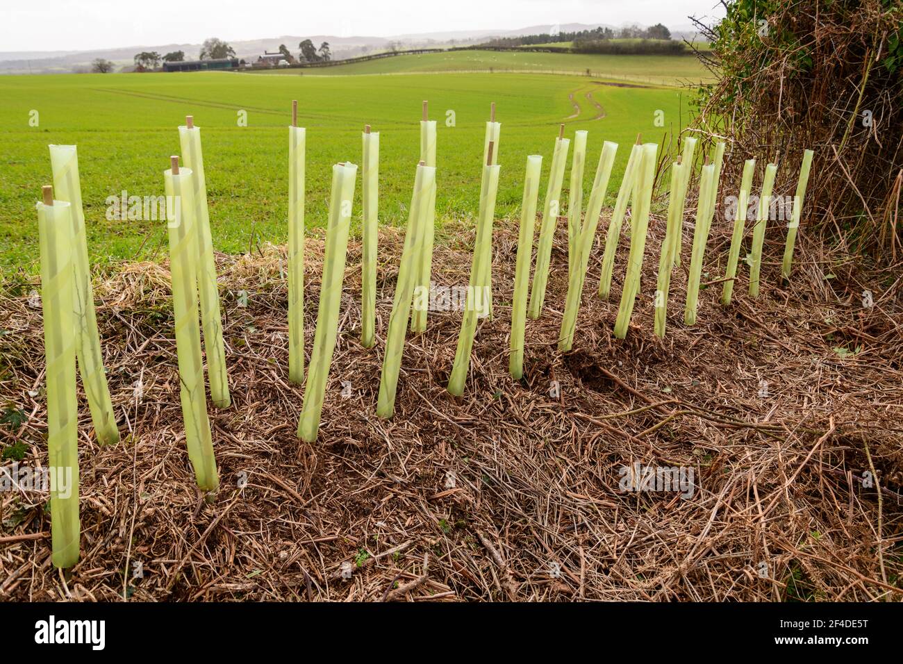 Hedging plants to rebuild hedges on farmland in Shropshire Stock Photo ...