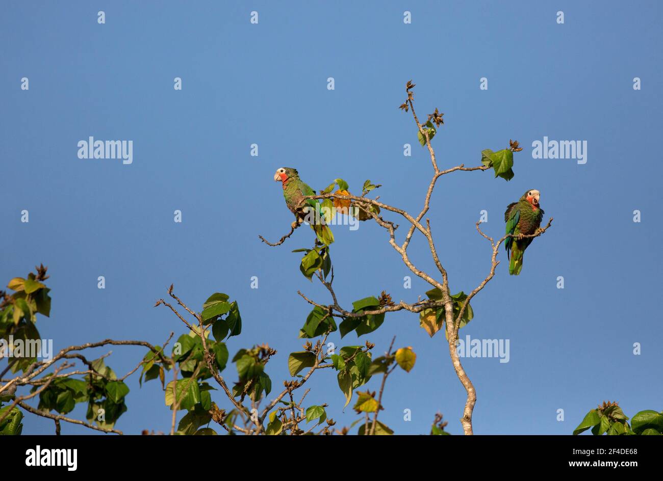 Cuban Parrots, Amazona leucocephala, perched in tree, Zapata Penninsula ...