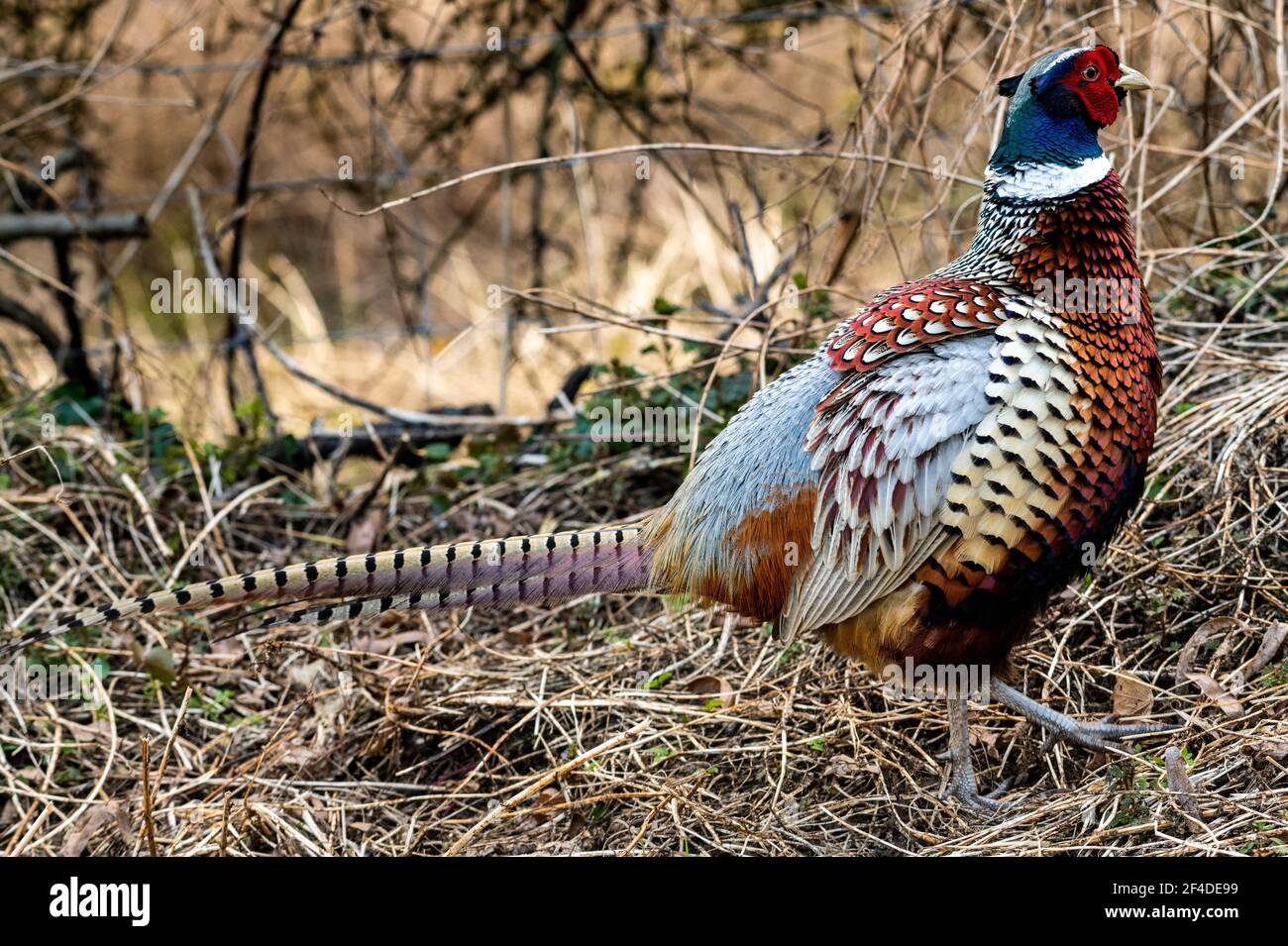 Pheasant in breeding plumage hi-res stock photography and images - Alamy
