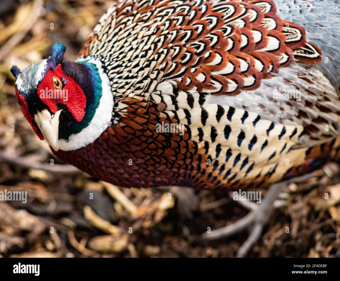 Bird shows off hi-res stock photography and images - Alamy