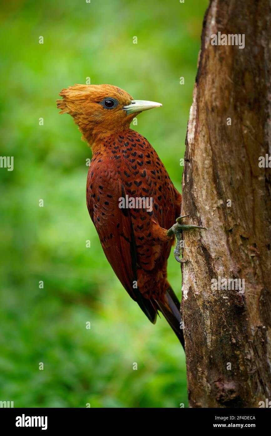 Chestnut-colored woodpecker - Celeus castaneus rufous bird in the ...