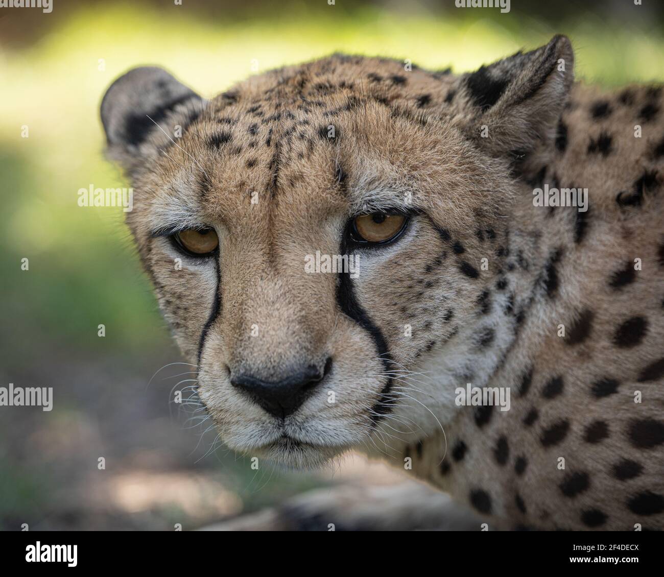Leopards stare hi-res stock photography and images - Alamy