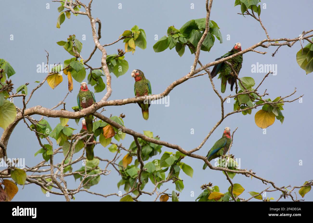 Cuban Parrots, Amazona leucocephala, perched in tree, Zapata Penninsula ...