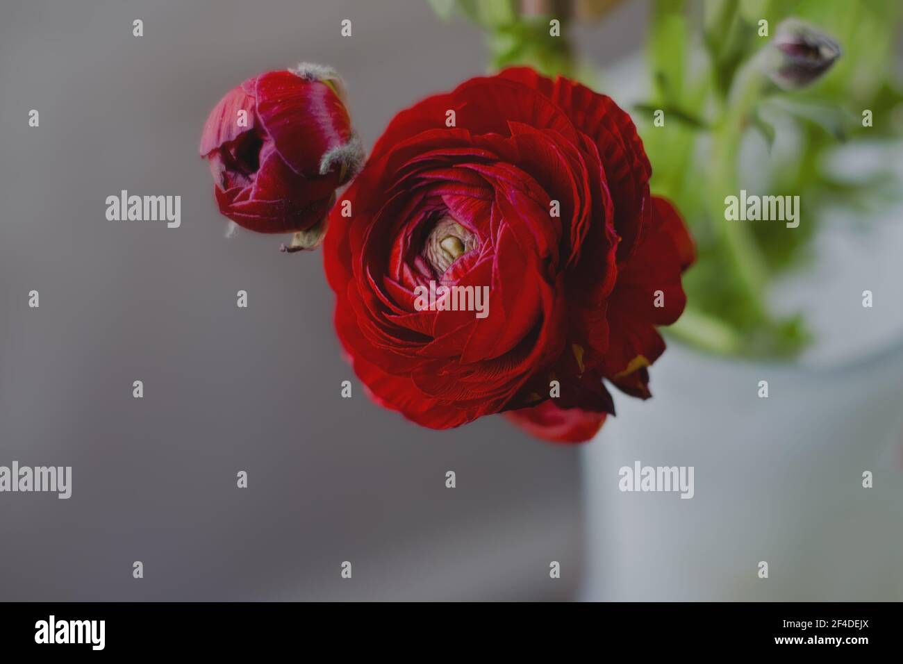 Bouquet of Red Ranunculus Flowers in a Vase Stock Photo - Alamy