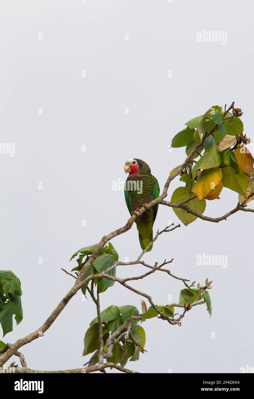 Cuban Parrot, Amazona leucocephala, single adult perched on tree ...