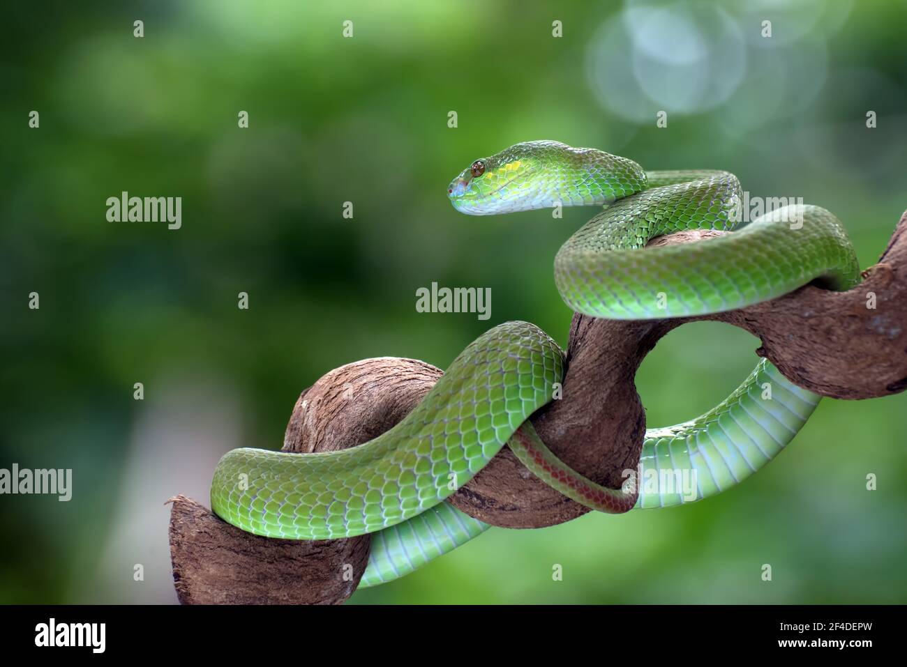 Sunda island pit viper hi-res stock photography and images - Alamy