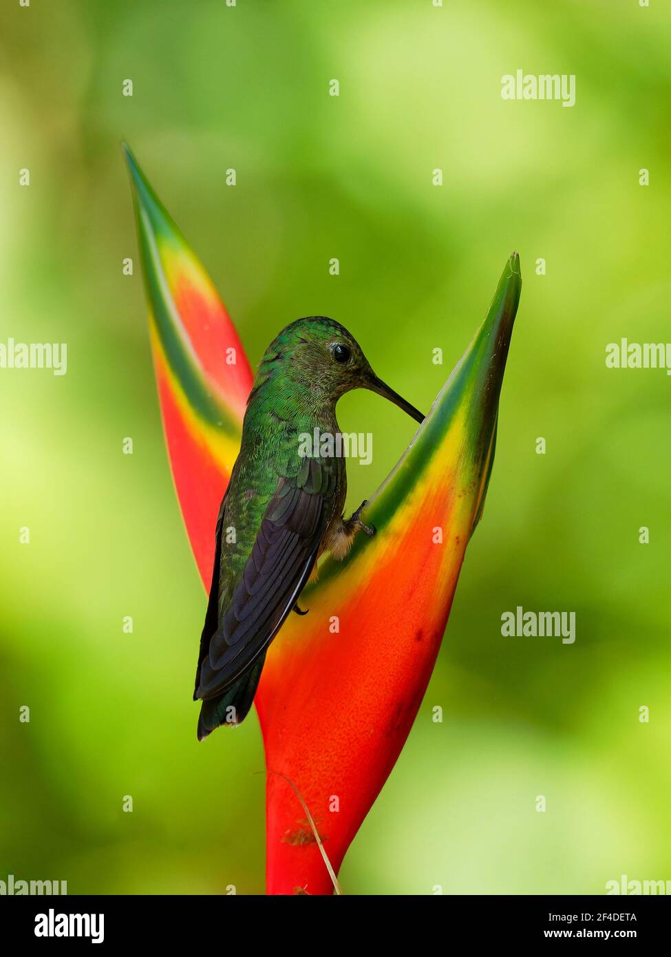 Ecuador native flower hi-res stock photography and images - Alamy