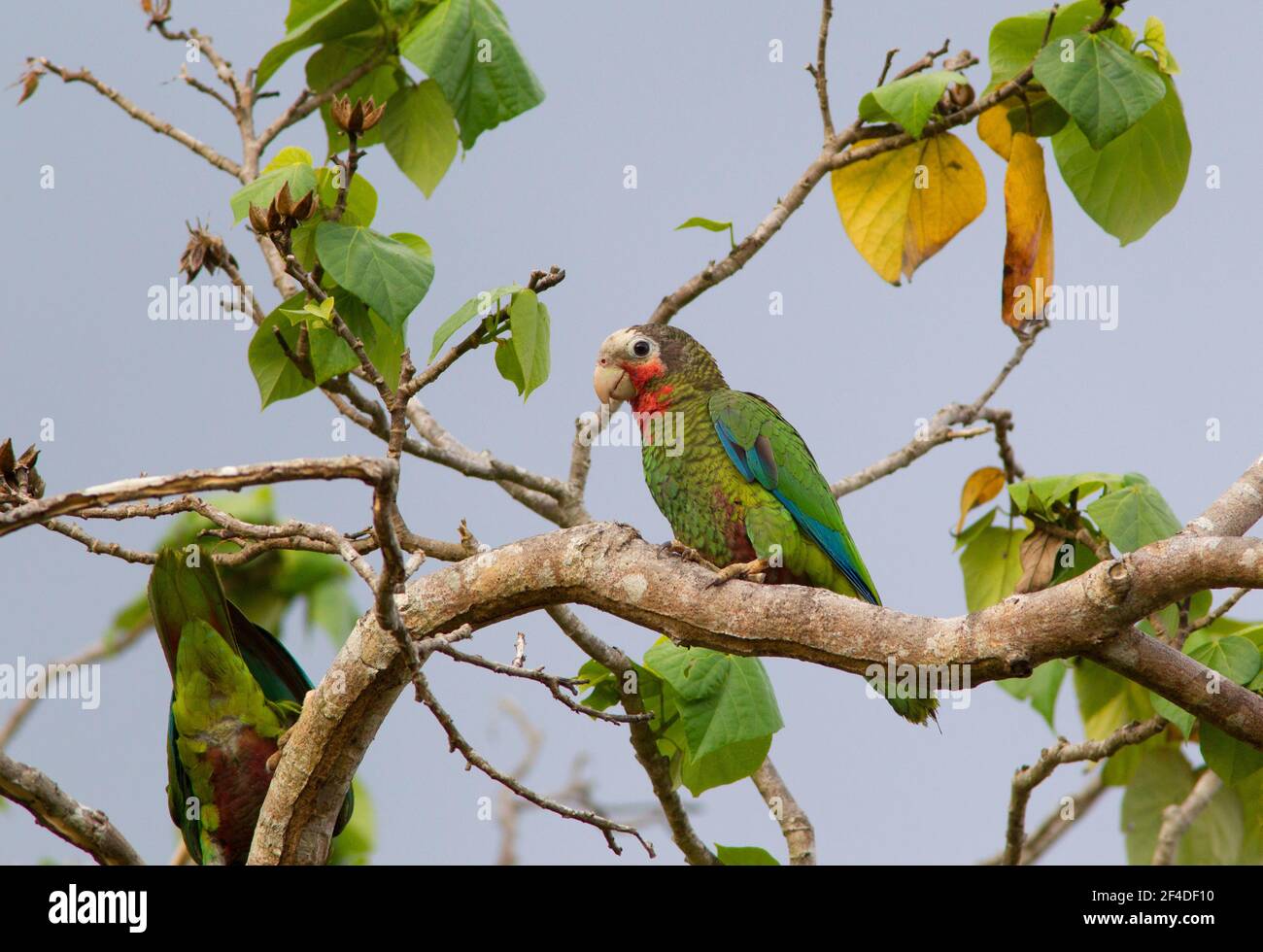 Cuban parrot hi-res stock photography and images - Alamy