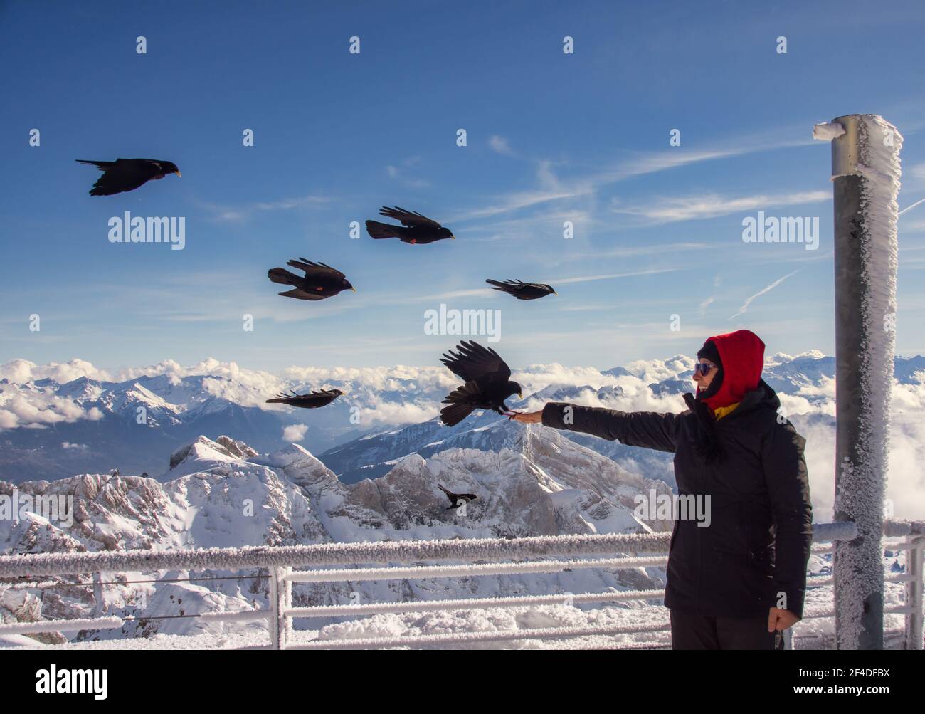 Woman birds arm hi-res stock photography and images - Alamy