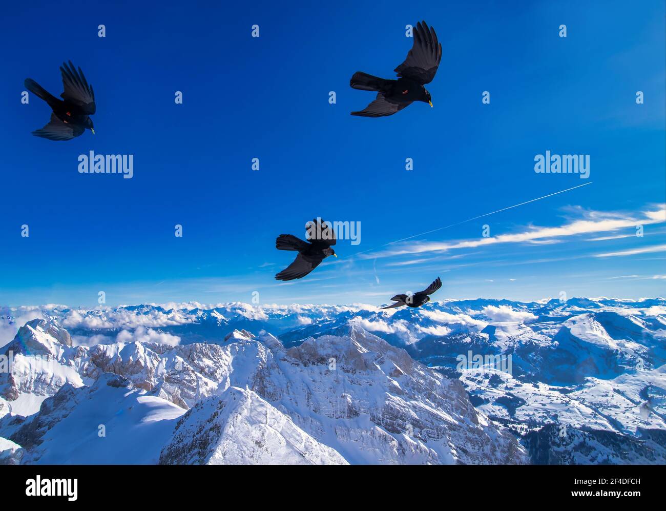 Birds flying over snowcapped mountain peaks in Swiss Alps, Saentis ...