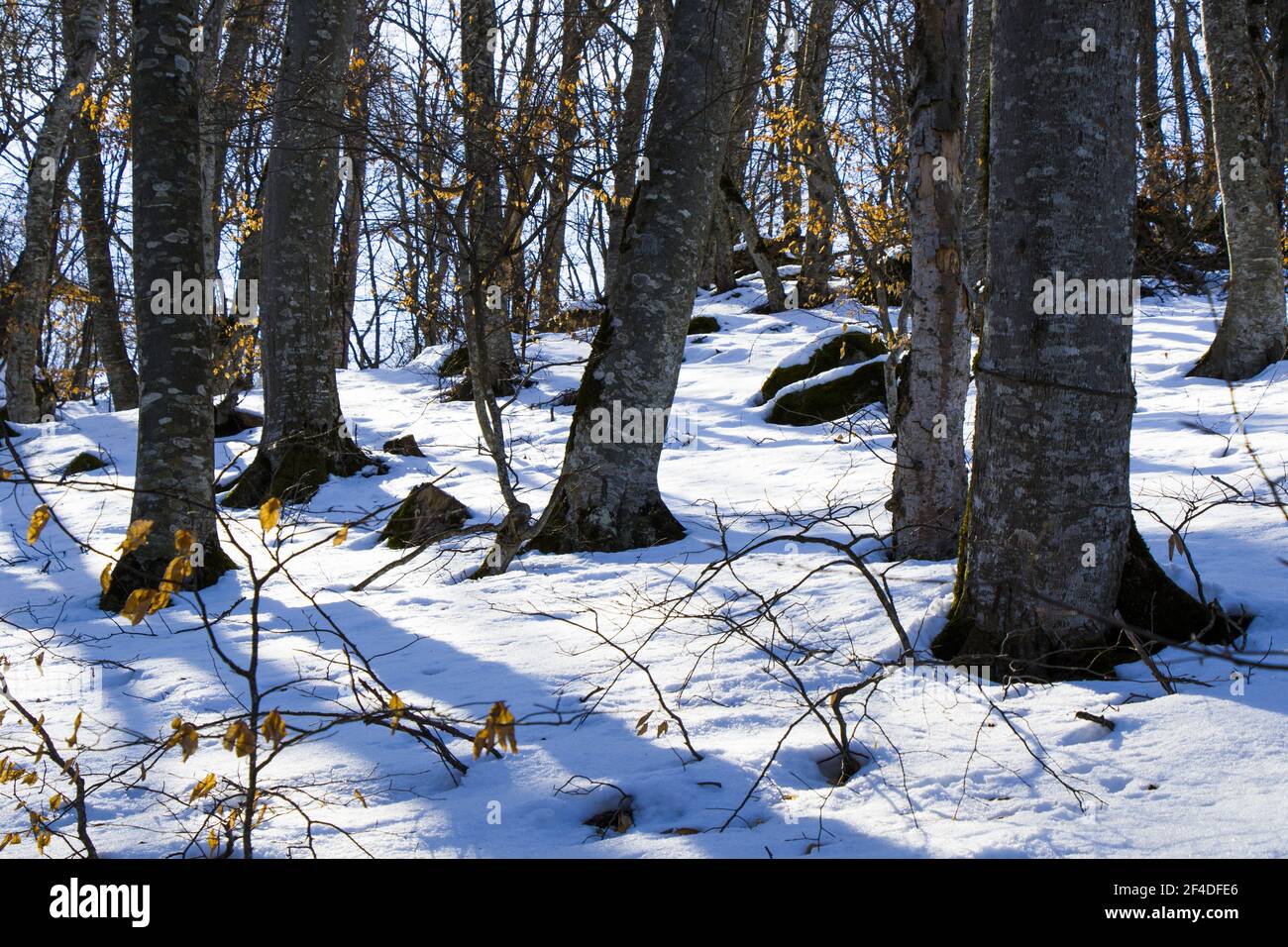 A closeup shot of tree trunks of a snowy forest in Georgia Stock Photo ...