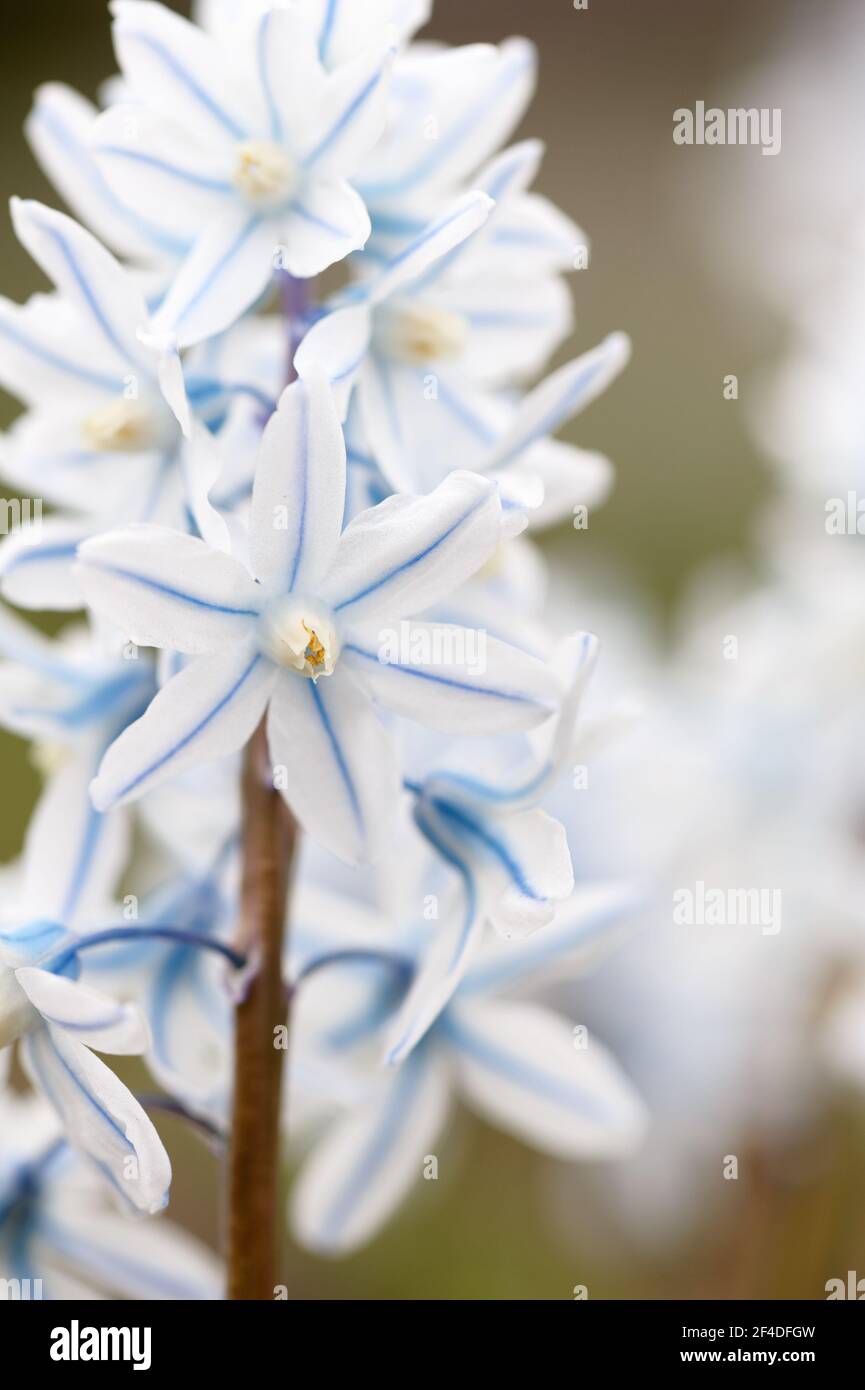 Scilla flower hi-res stock photography and images - Alamy