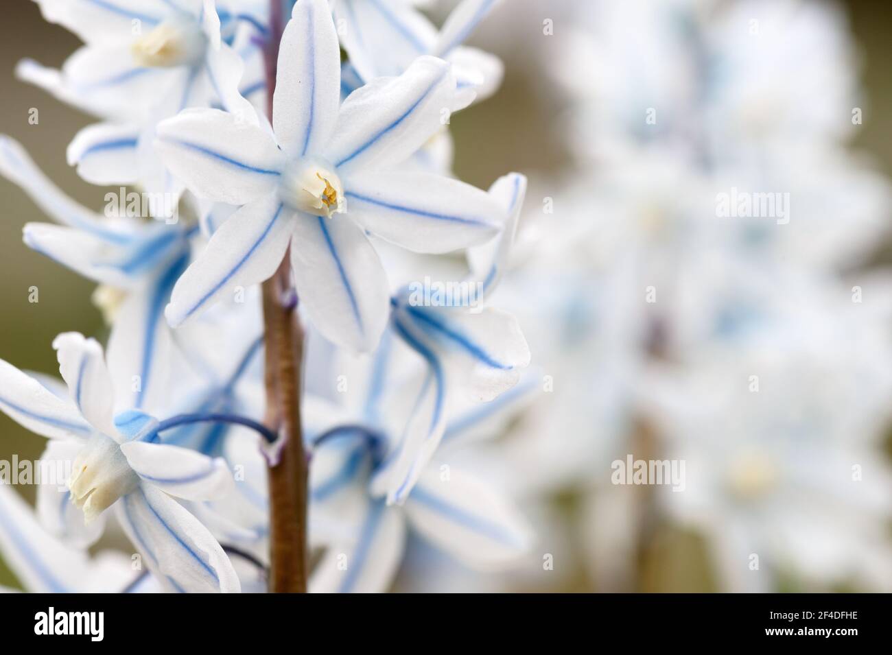 Scilla flower hi-res stock photography and images - Alamy