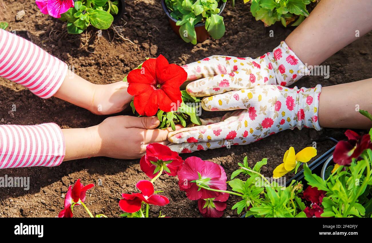 Child and mother plant flowers in the garden. Selective focus. nature ...