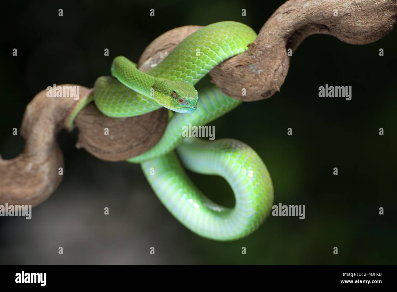 Lesser sunda island pit viper hi-res stock photography and images - Alamy