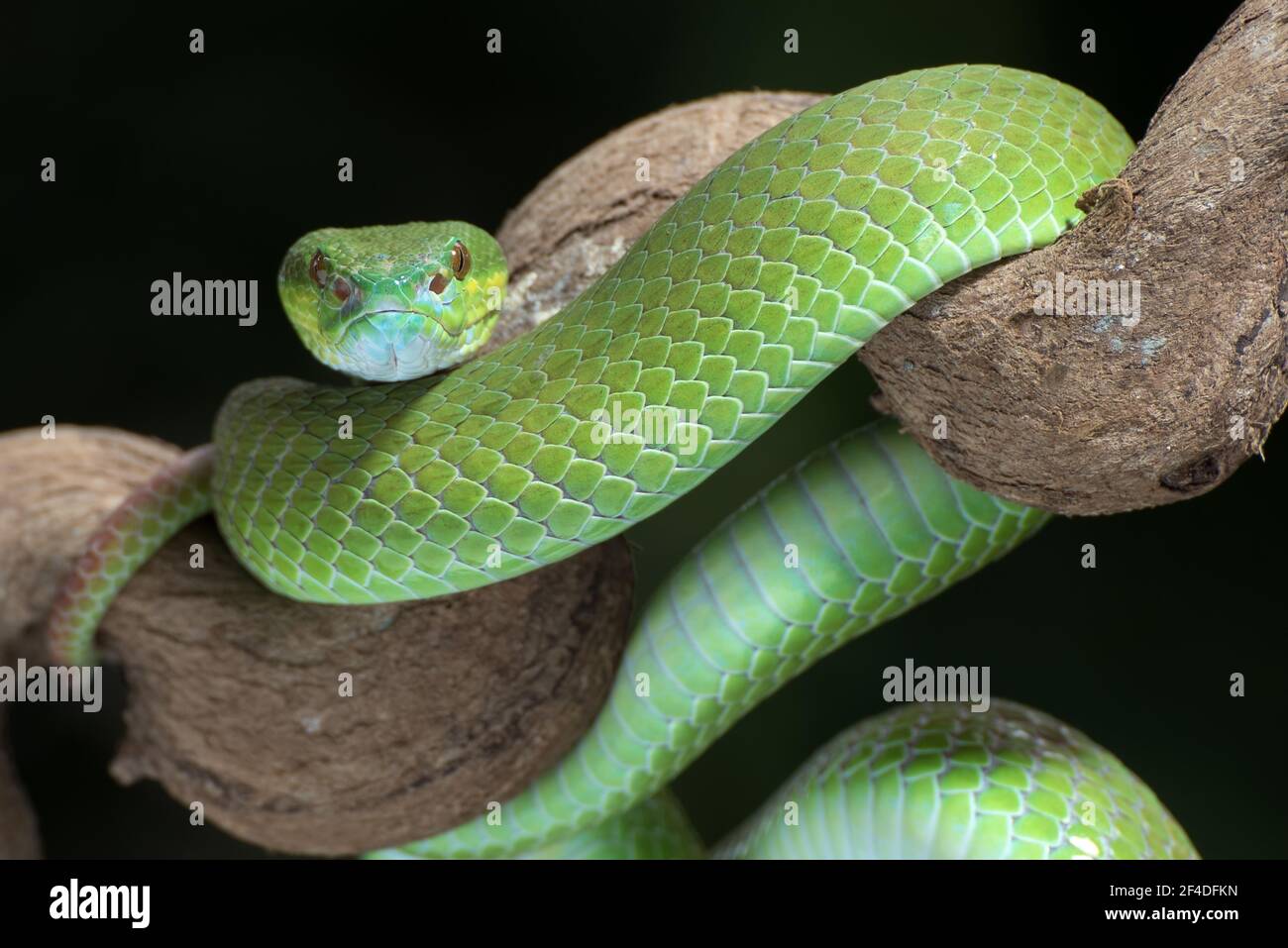 White-lipped island pit viper ( Trimesurus insularis ) on the tree ...